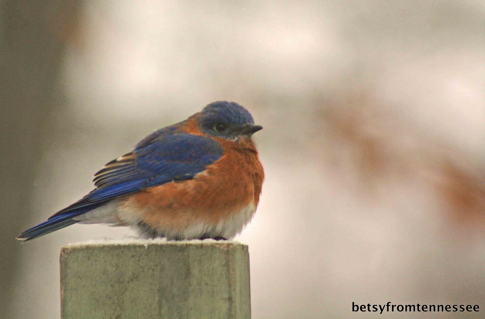JOYFUL REFLECTIONS: January Birds --on a Frigid Winter Day in Tennessee