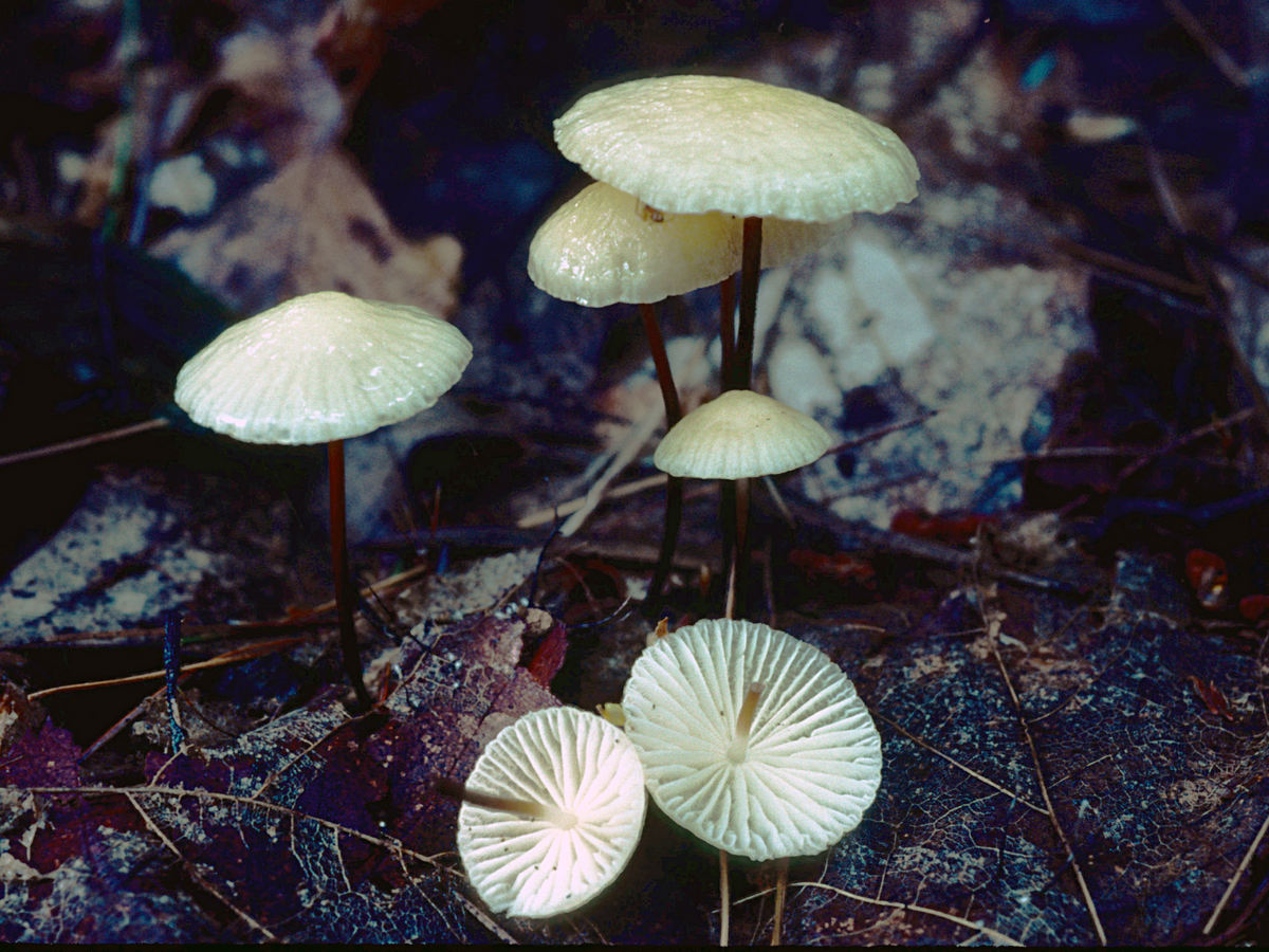 HONGOS DE AMERICA Y OTROS CONTINENTES: FAMILIA: Marasmiaceae; GENERO ...