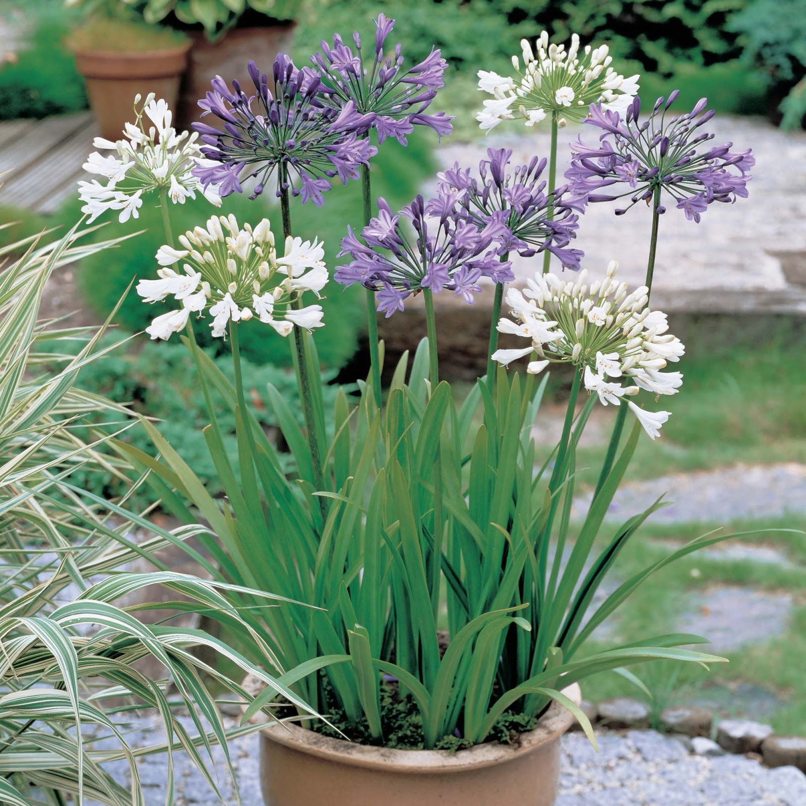 Plantas e Flores: Agapantos