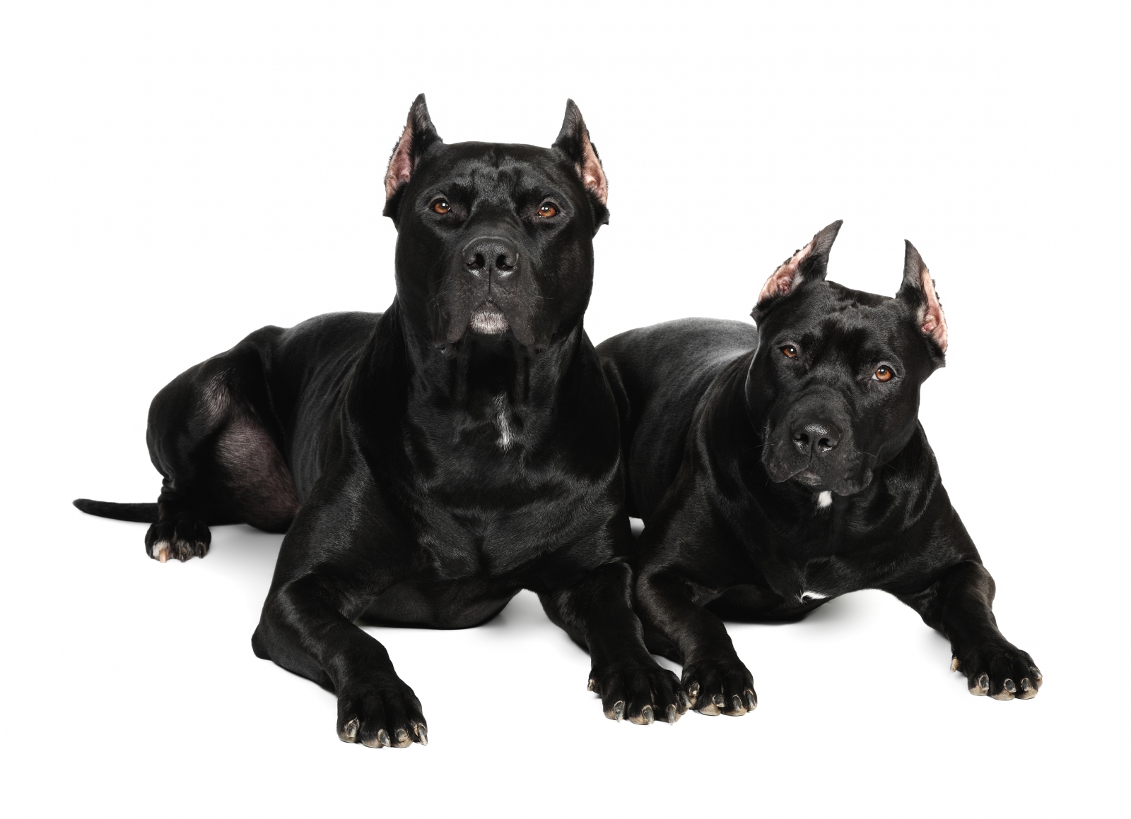 Deja Vu: 10 best guard dogs in the world!