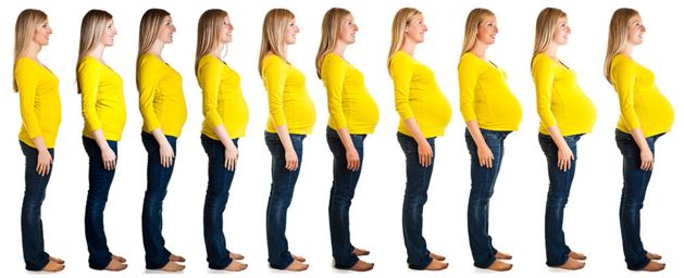 Pregnancy Fetal Growth Chart - NY MomStyle