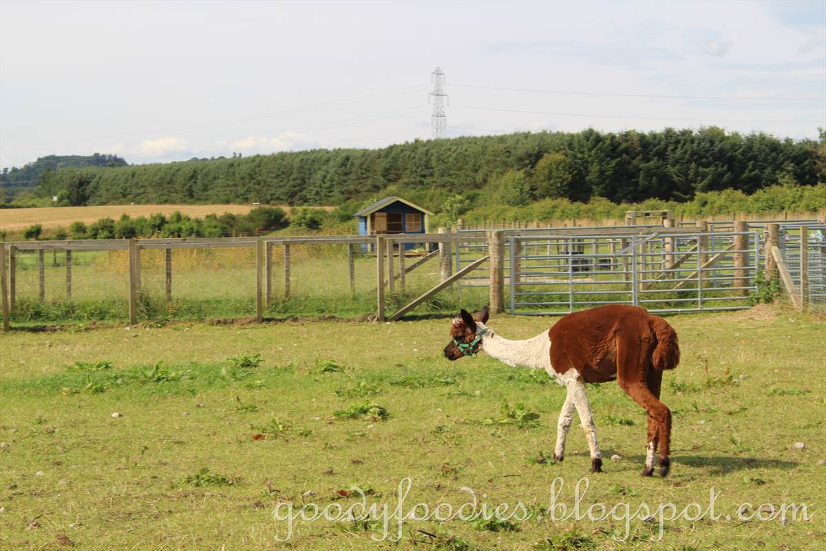 GoodyFoodies: Easter Anguston Farm, Scotland - Strawberry Picking & more..