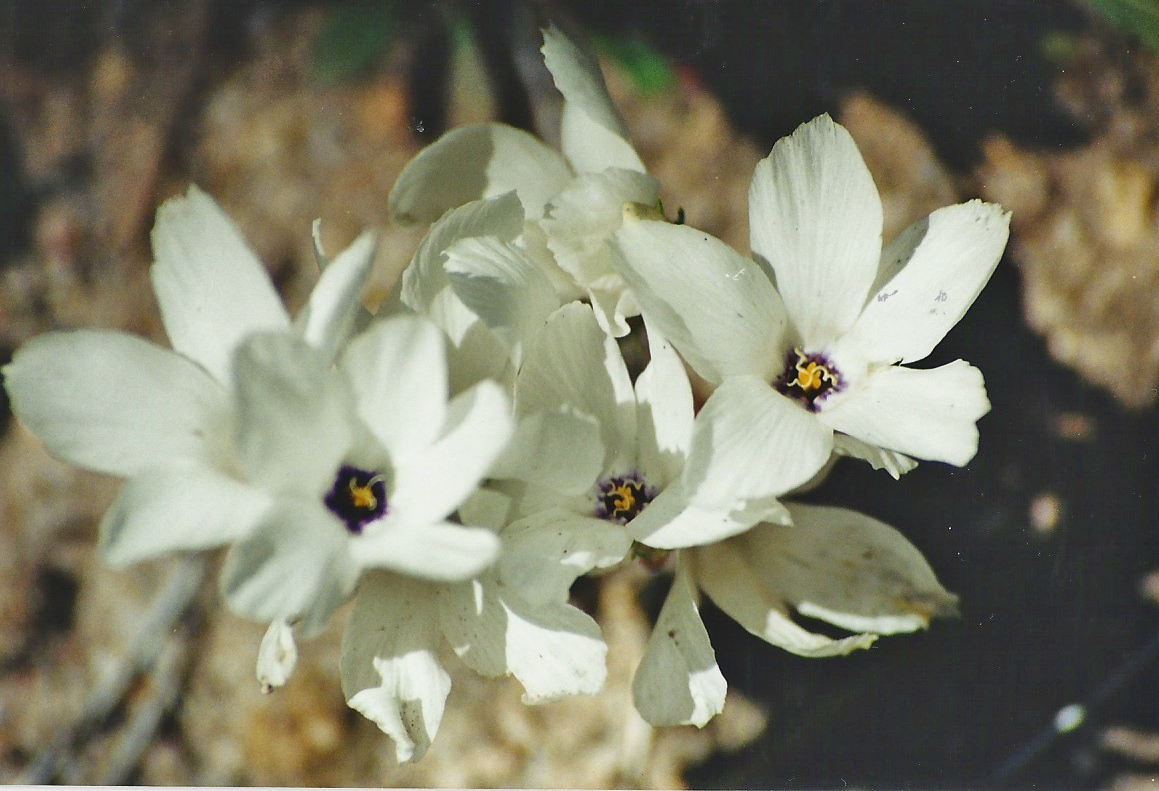 Western Sojourns: Travels with Camissonia: DEVIL'S PUNCHBOWL NATURAL ...
