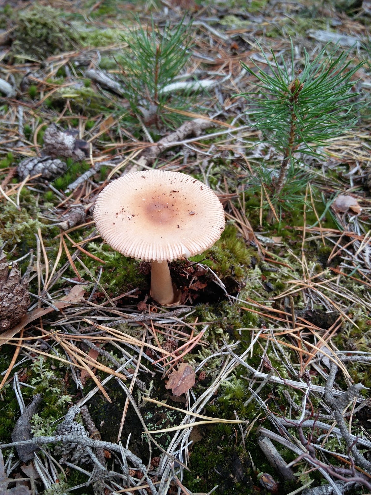 Misidentifying Fungi: Graffham Common Fungus Walk
