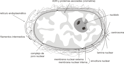 Biologia Celular y Molecular: Estructura Nuclear y función.