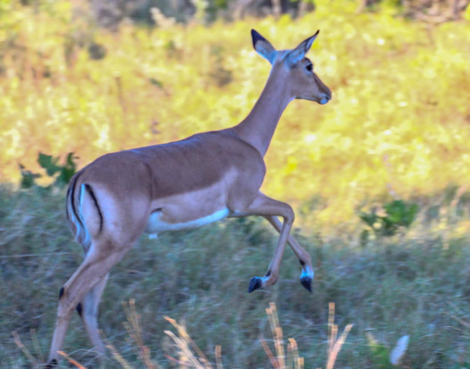 Cannundrums: Common Impala