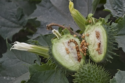 BIODIVERSIDAD COSTA GRANADINA Y...: Estramonio, berenjena del diablo ...