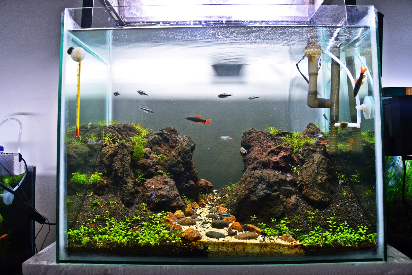 Aquascape Purwokerto | Aquascape Purwokerto - INDOAQUATIC.COM