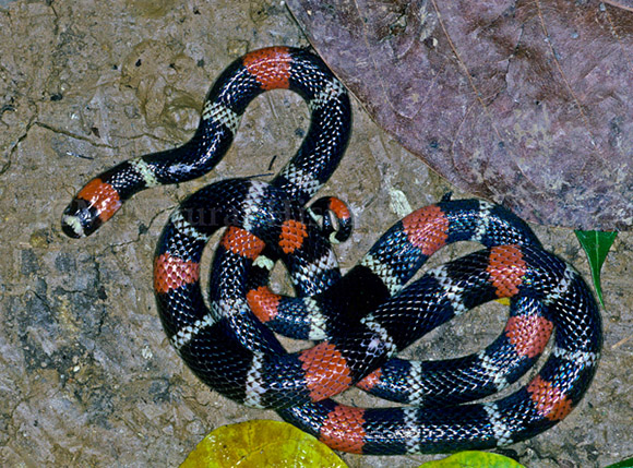 The Herpetology of Trinidad and Tobago: Trinidad Ribbon Coral Snake ...