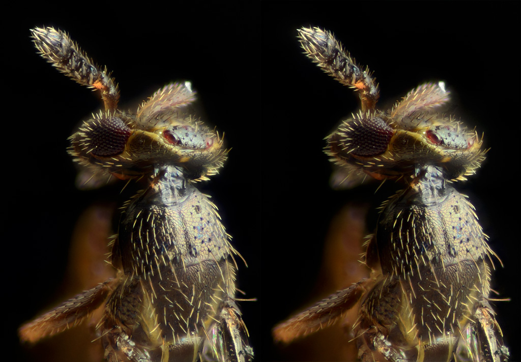 ムシをデザインしたのはダレ？: ヒメコバチ科 Tetrastichinae亜科 Melittobia sp. 深度合成