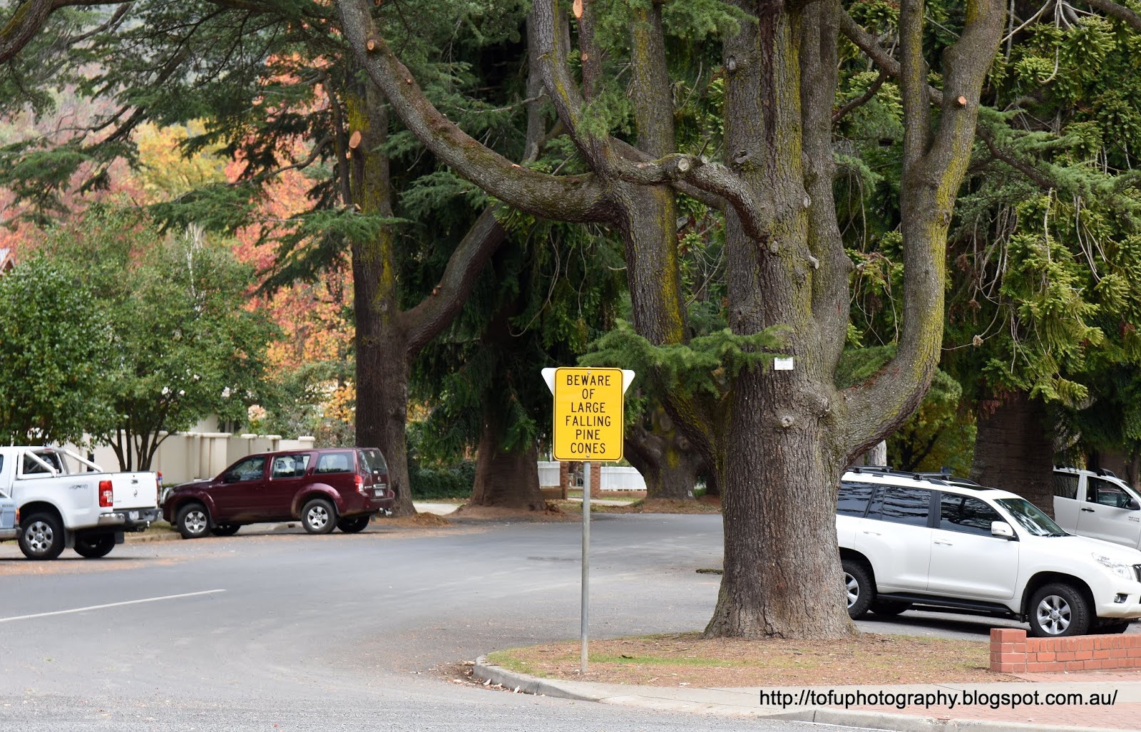 Tofu Photography: Beware of large falling pine cones sign by giant ...