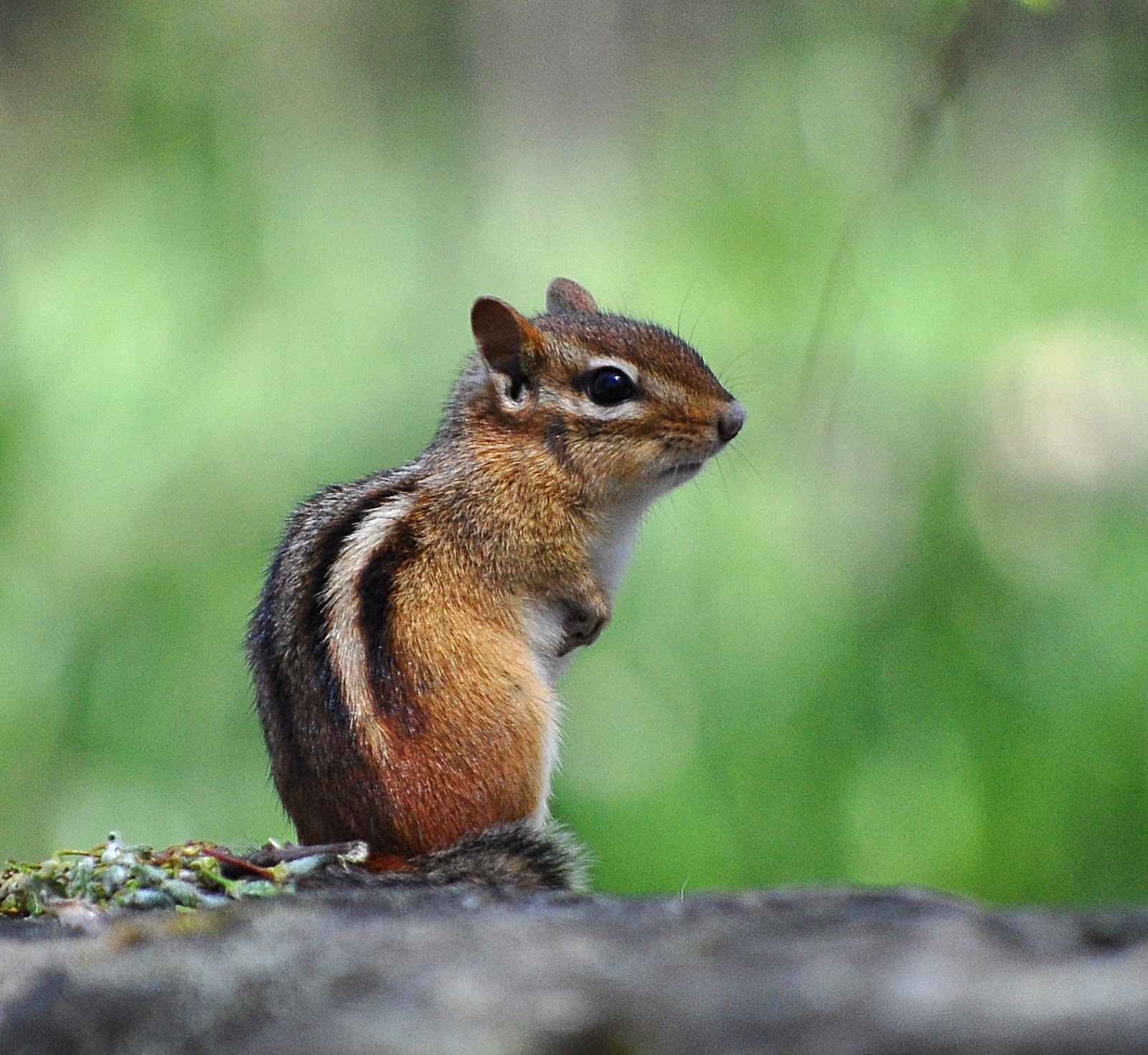 Just Another Life: The Story of Beau-Beau, the chipmunk
