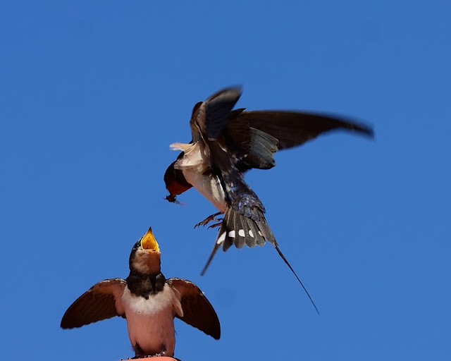 Annet jeg ser: Mange svaler gjør en sommer