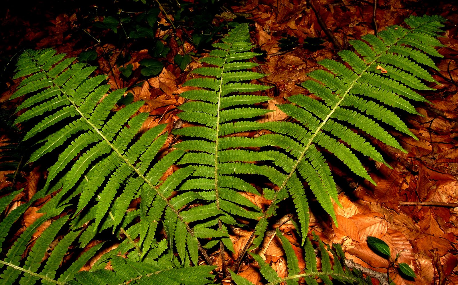 Get Your Botany On!: A Few Indiana Ferns, part 2