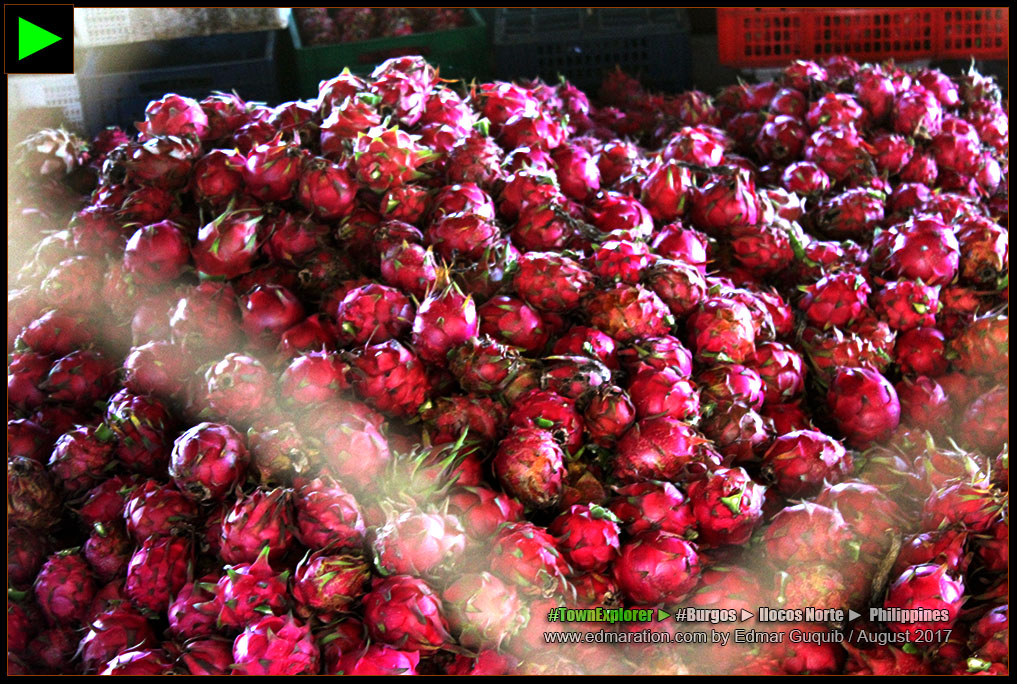 🇵🇭 BURGOS • (Ilocos Norte) Dragon Fruit Picking—First Time Stories ...