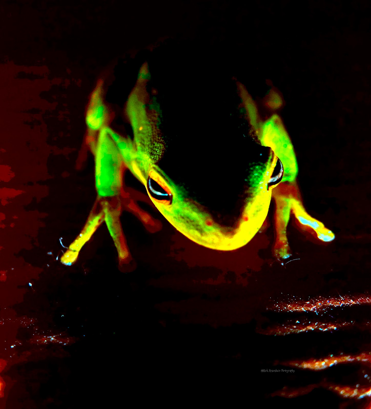 Life Through My Eyes: Yeah Baby!! It's Frog Photography Time!