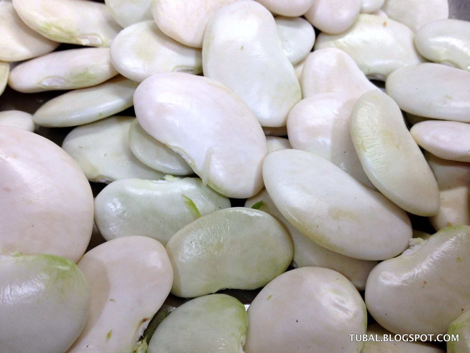 TUBAL: GARROFÓN O GARROFÓ DE VALENCIA