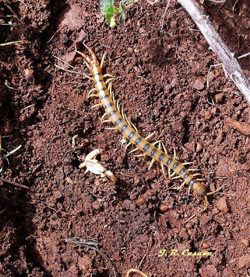 El Gallipato Alcublano: Escolopendra (Scolopendromorpha)