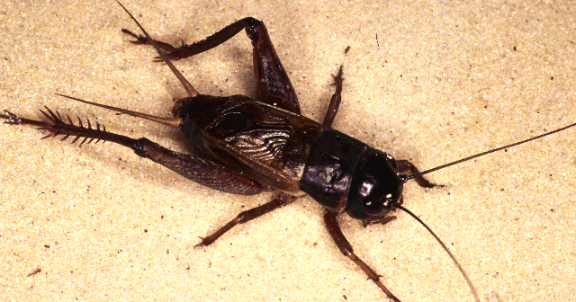 Compañeros de viaje: Grillo de campo (Gryllus pennsylvanicus)