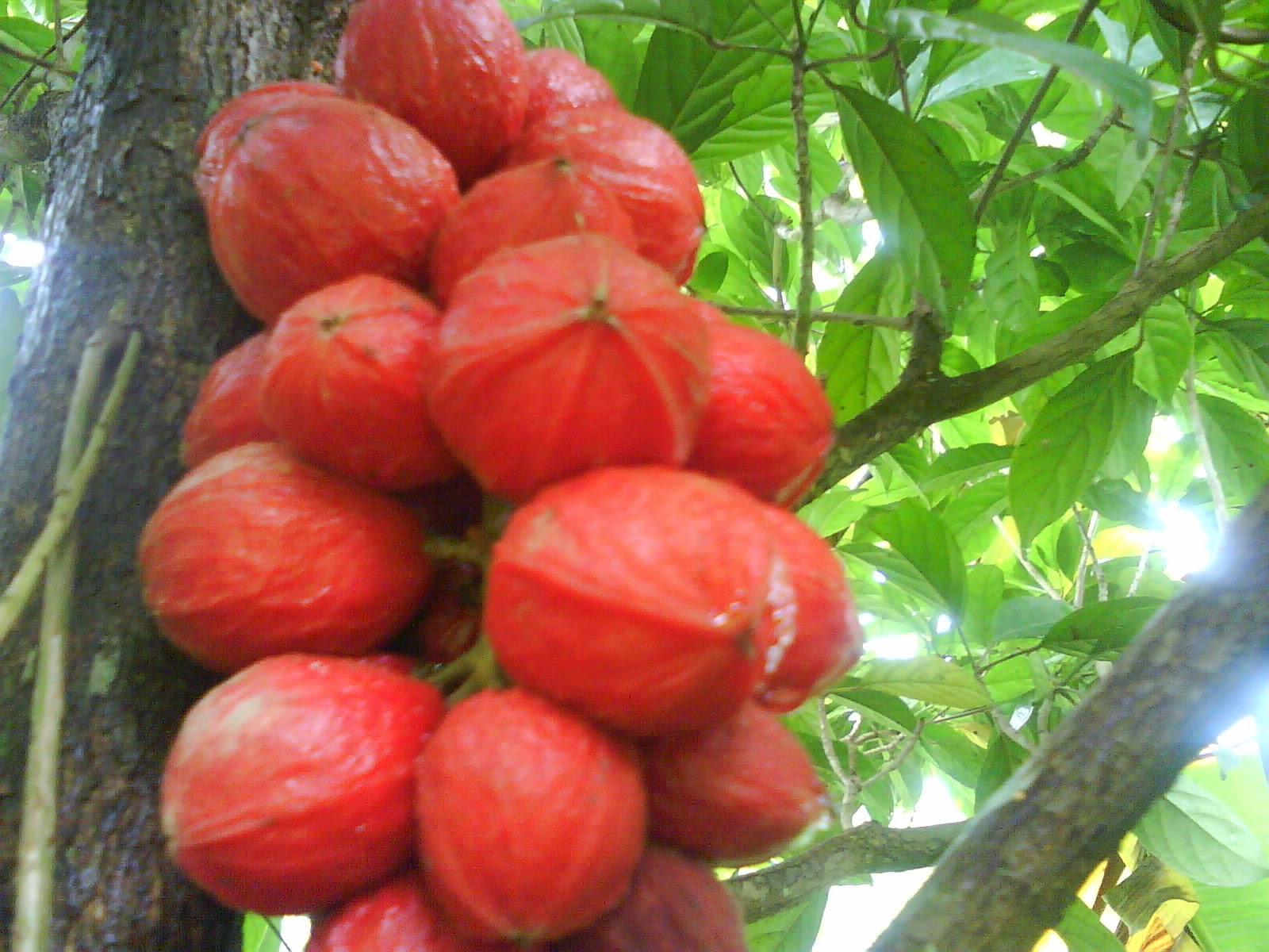 Mooty fruit - Paper Earrings