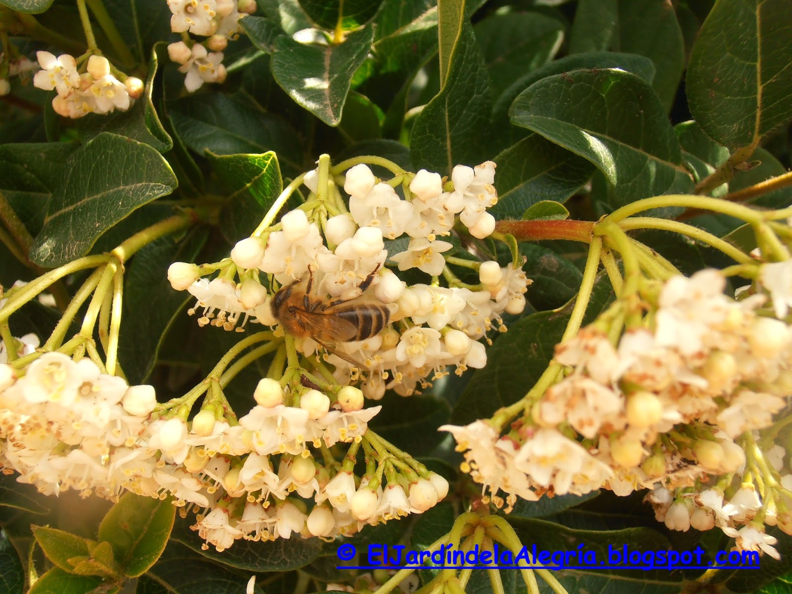 El jardín de la alegría : Viburnum tinus (Durillo) Un arbusto precioso