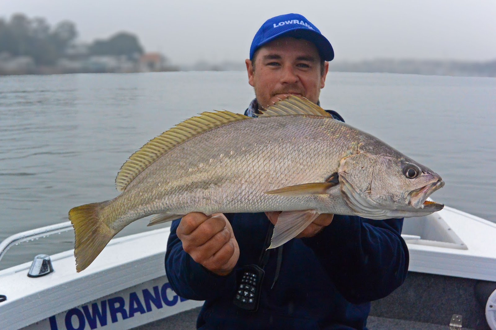The Fish Cure: THE MULLOWAY CIRCLE