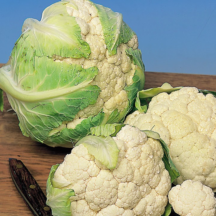 Seminte si plante de gradina hobby: Conopida alba Snowball