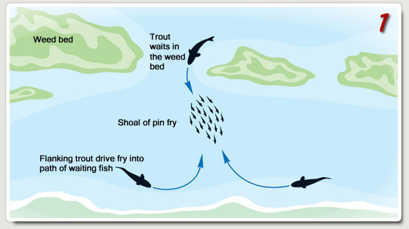 How To Hunt Fry Feeding Trout