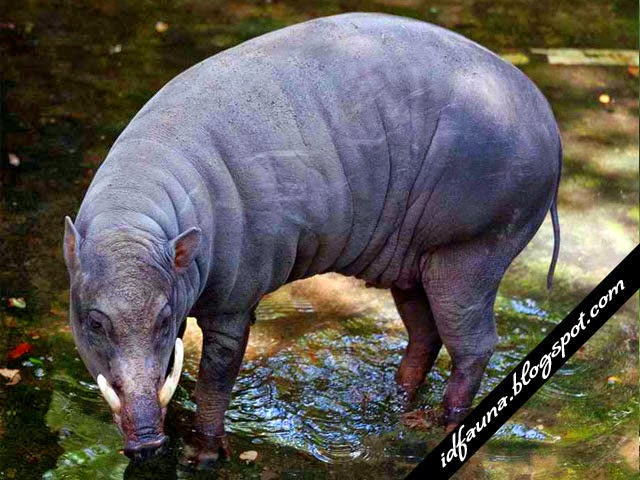 Babirusa, Fauna Endemik Sulawesi | ID Fauna
