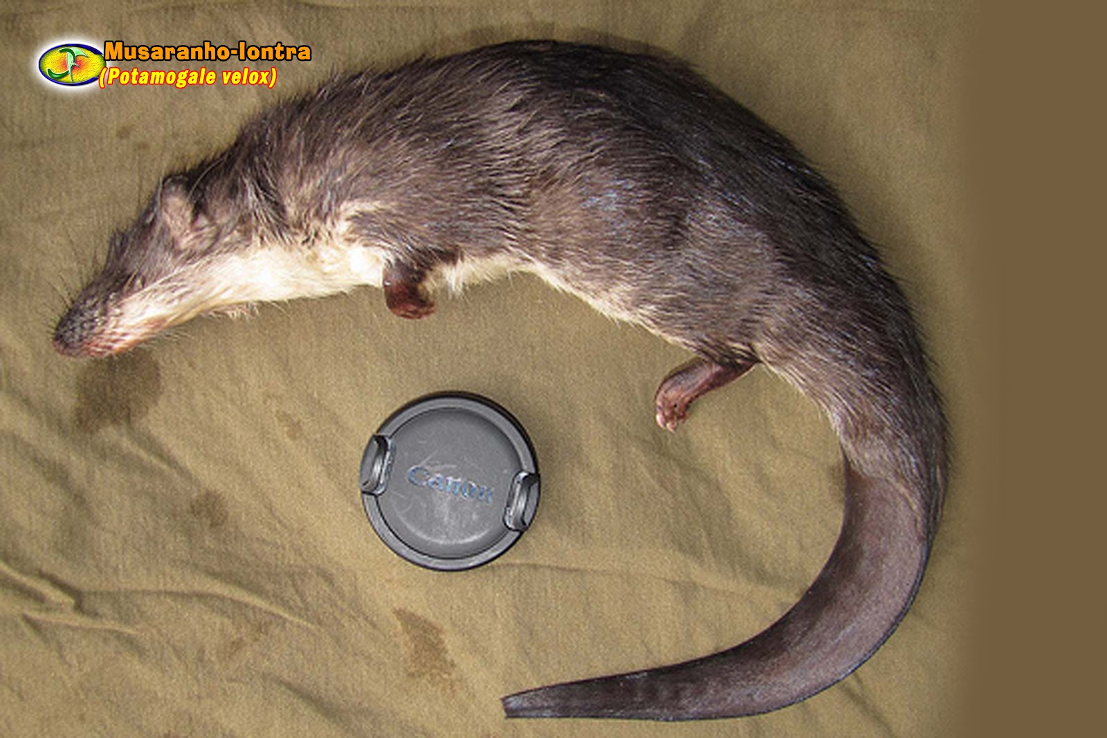 Mamíferos: Musaranho-lontra (Potamogale velox)