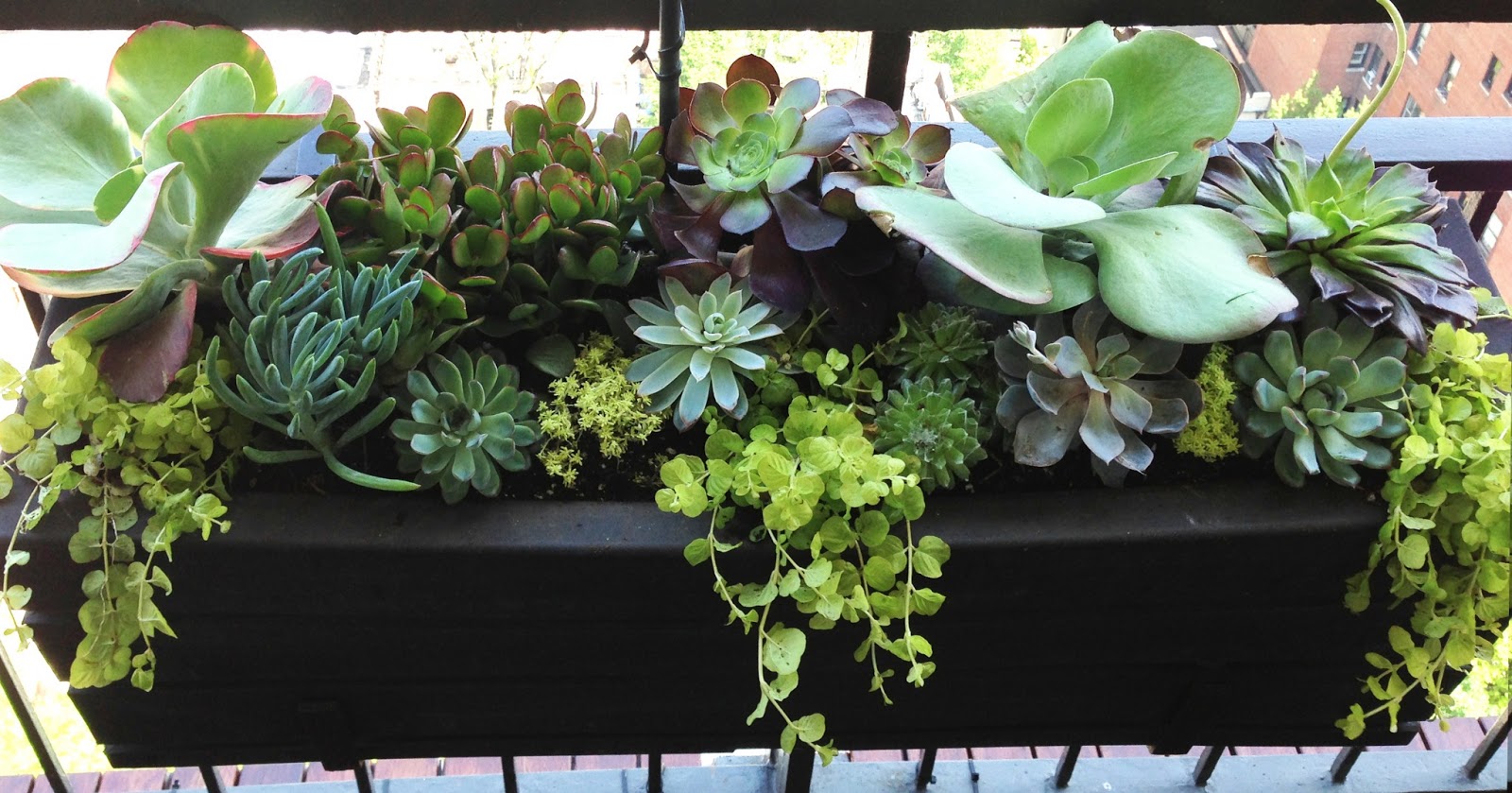 McFarlane Douglass and Companies