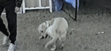 Funny animal gifs - part 65 (10 gifs) | Amazing Creatures