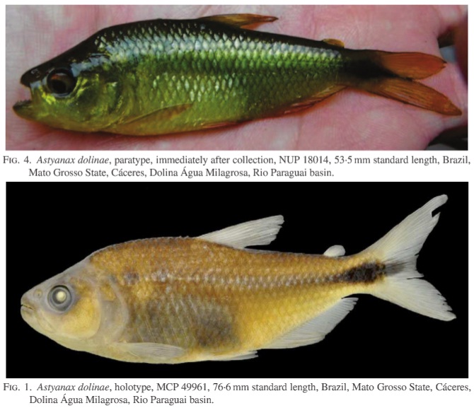 Species New to Science: [Ichthyology • 2017] Astyanax dolinae • A New ...