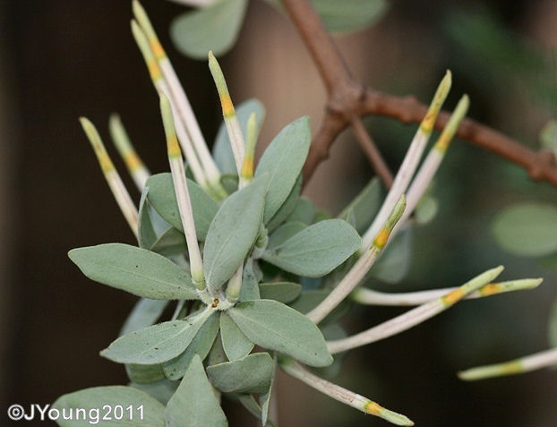 South African Photographs: Mistletoe (Tapinanthus oleifolius)