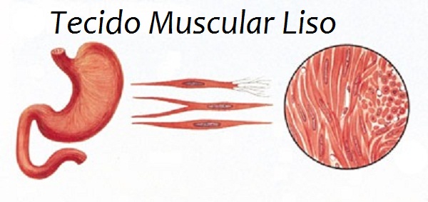 LOS MUSCULOS on emaze