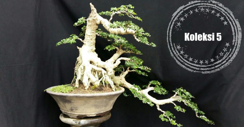 BONSAI: Bonsai serut koleksi 5