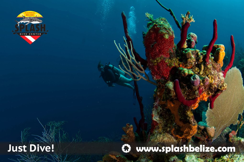 Scuba Diving In Belize book your next adventure with us!: Travel Belize