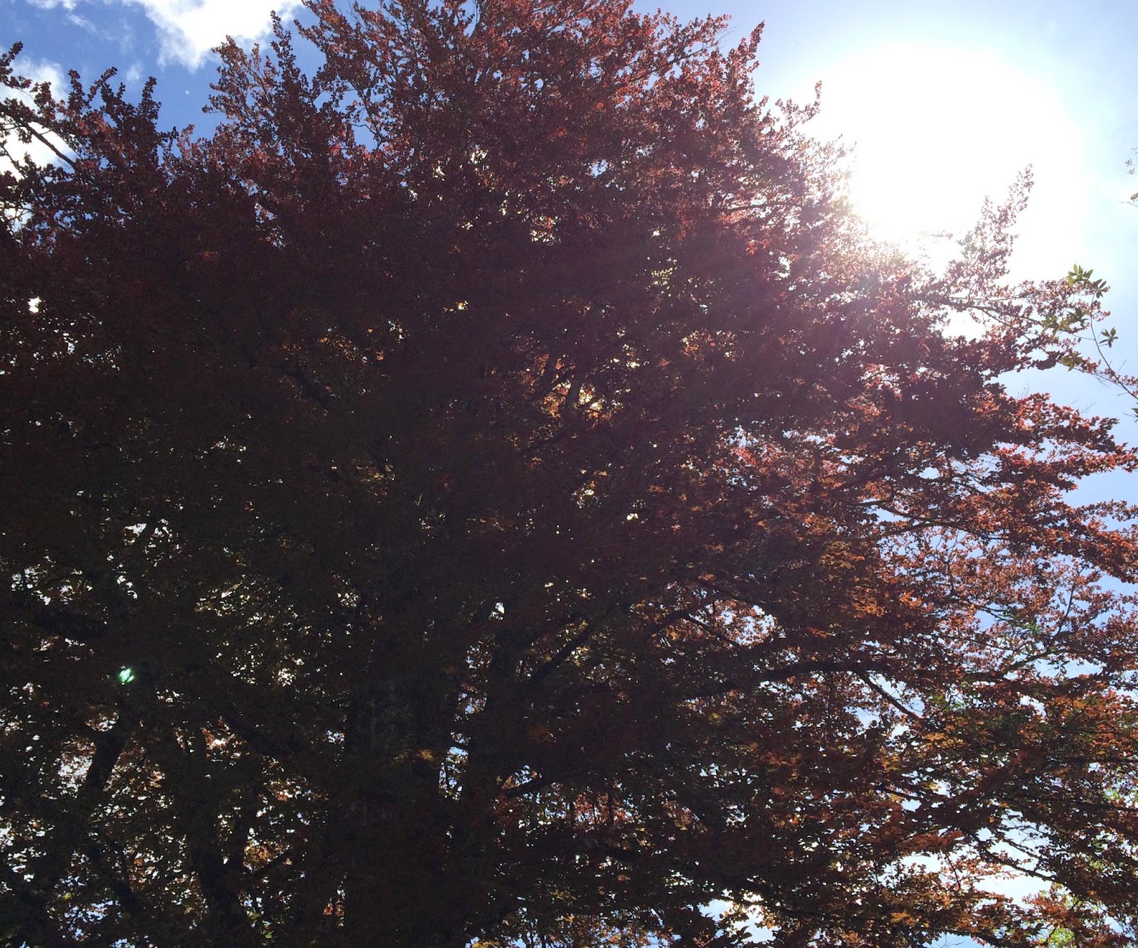 Purple European Beech Tree