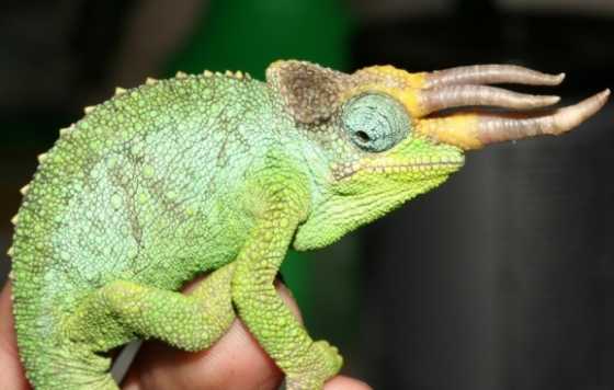 Un paseo por la zoología: El cambio de color en los camaleones.