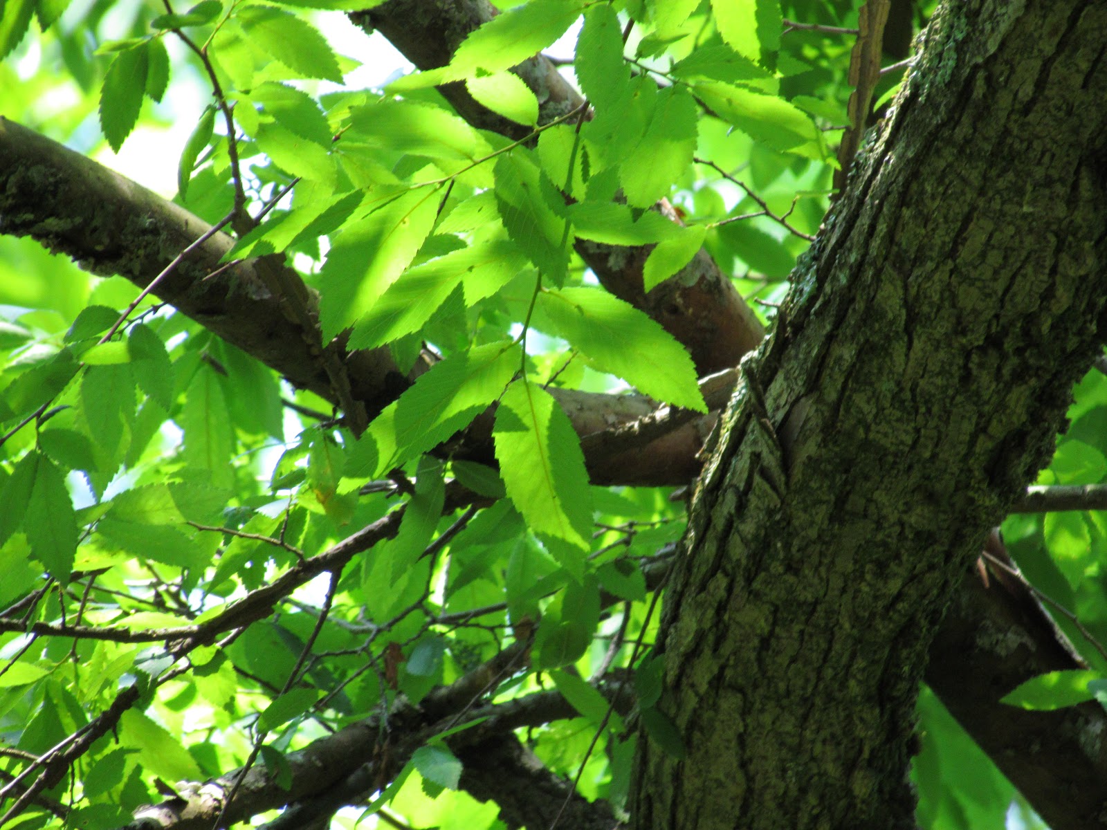 A Year With the Trees: Winged Elm - Ulmus alata