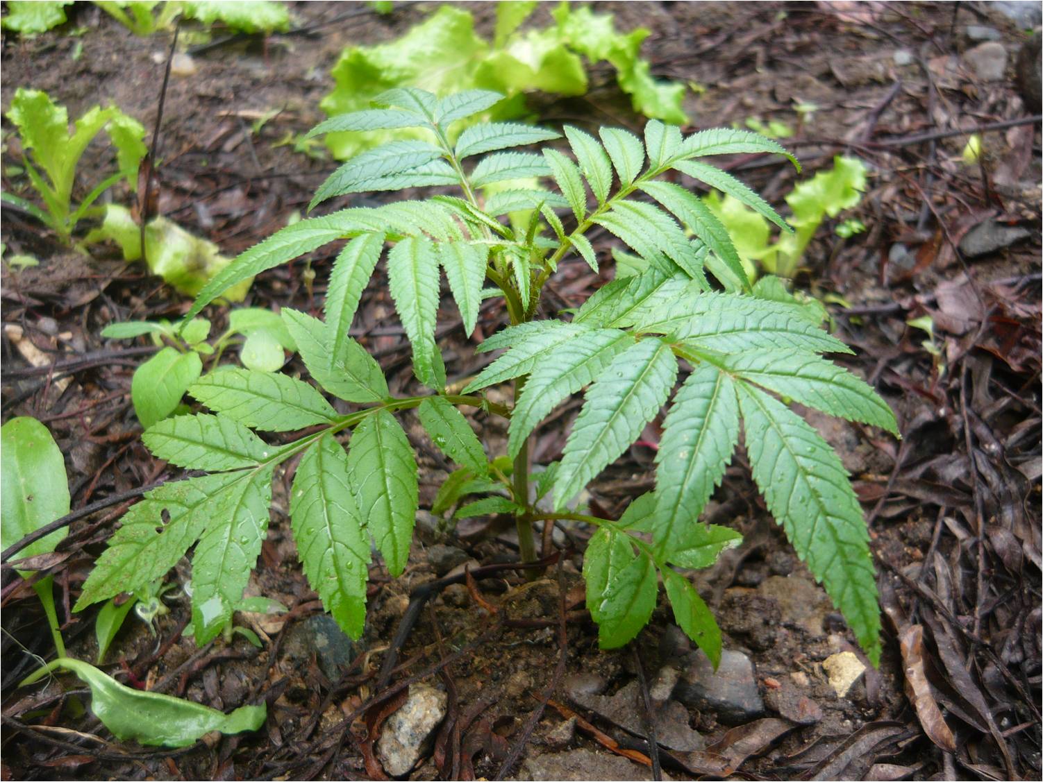 ALTERNATIVA ECOLÓGICA: CULTIVO DE HUACATAY