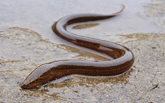 Budidaya belut dalam Drum