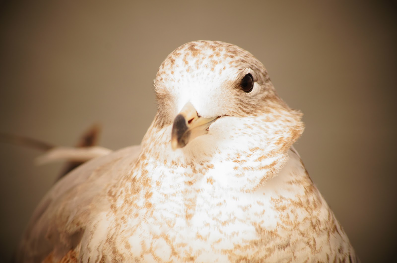 17 high resolution birds free pictures for blogs and commercial use