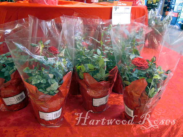 Hartwood Roses: Miniature Roses at the Grocery Store