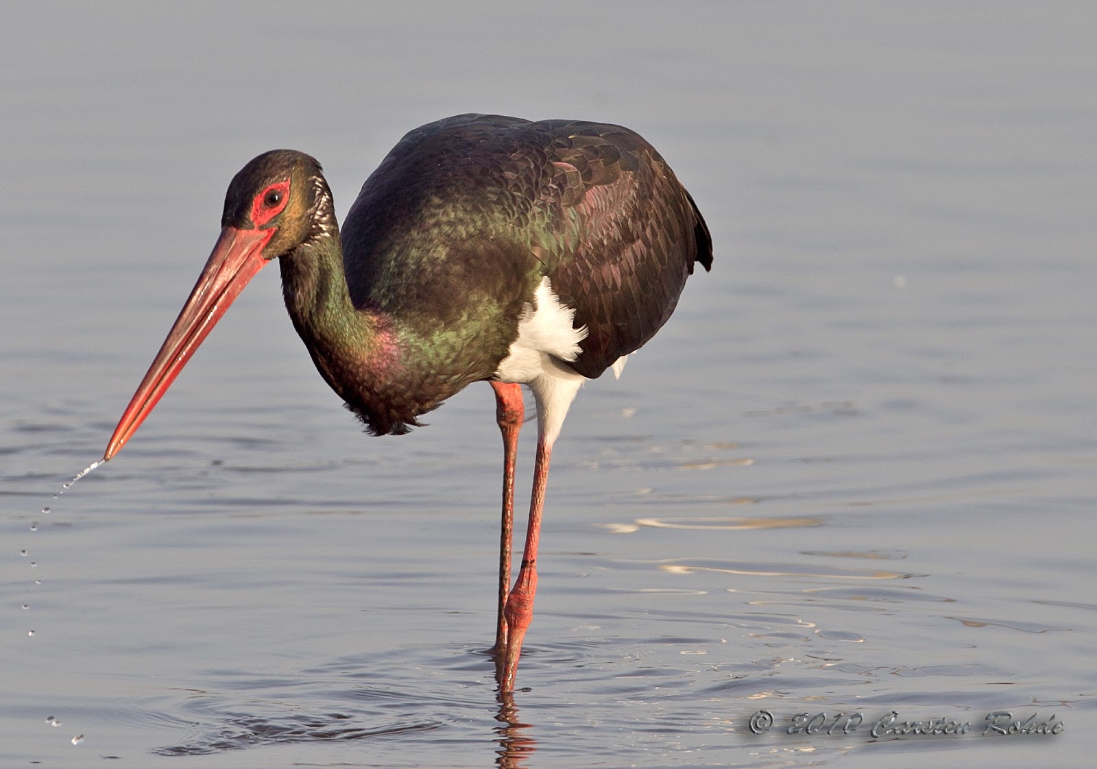 BLACK STORK & RAPTOR IMPRESSIONS: Black Stork migration - Israel Autumn ...