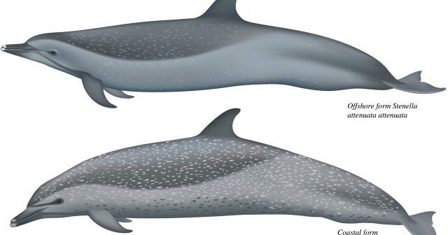 DELFÍN MANCHADO TROPICAL