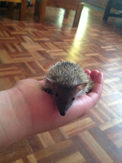 Tenrec Housing and Handling