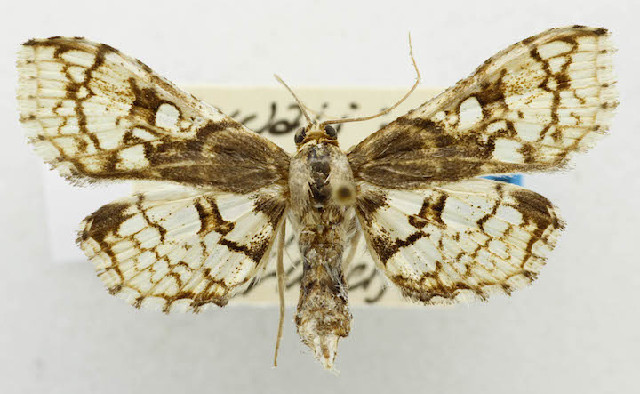 ENTOMOLOGYLIBRARY: Tuber crops II Sweet potato 3. Stem borer