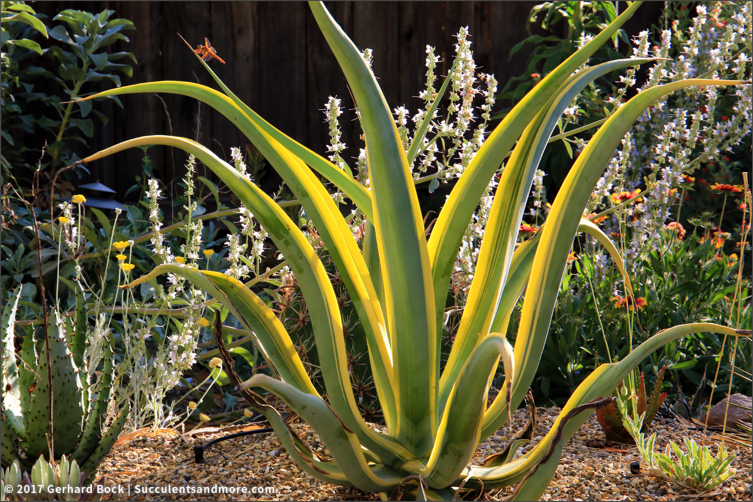 Front yard in late May 2017