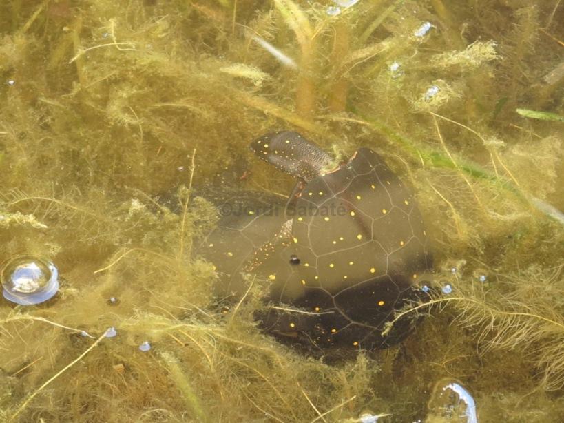 Clemmys guttata: The spotted turtle: Turtles under the ice and a surprise
